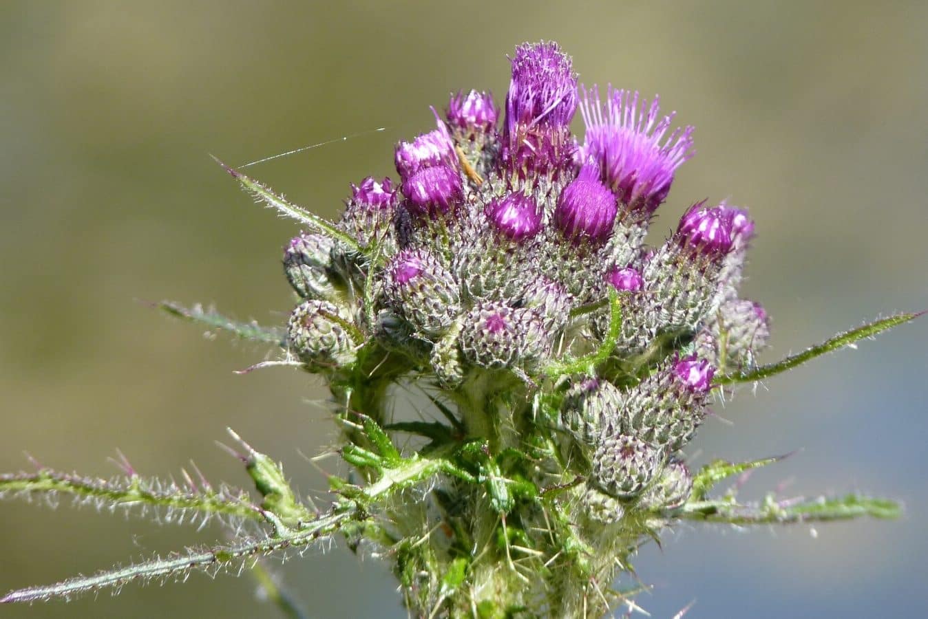 Thistle Meaning and Symbolism (Warning & Bravery)