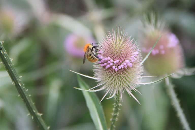 Thistle Meaning and Symbolism (Warning & Bravery)