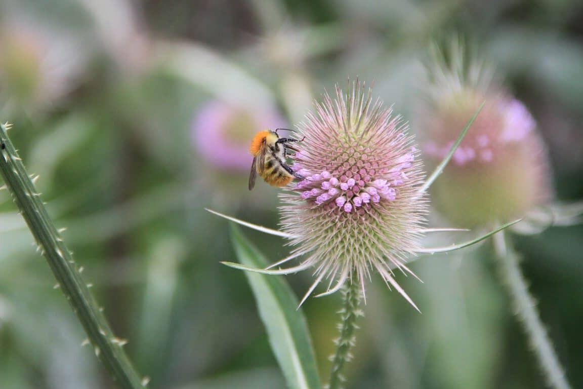 Thistle Meaning and Symbolism (Warning & Bravery)