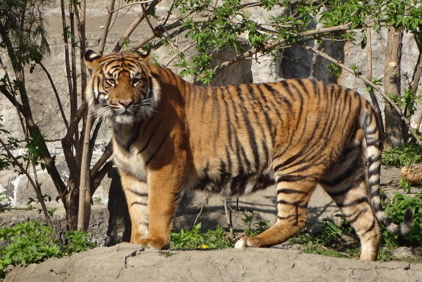 Tiger Symbolism in Dreams & Life (Instinct & Confidence)