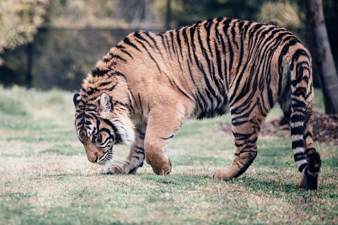 Tiger Symbolism in Dreams & Life (Instinct & Confidence)
