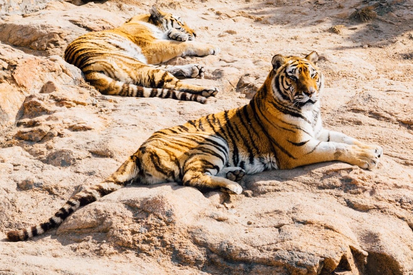 Tiger Symbolism in Dreams & Life (Instinct & Confidence)