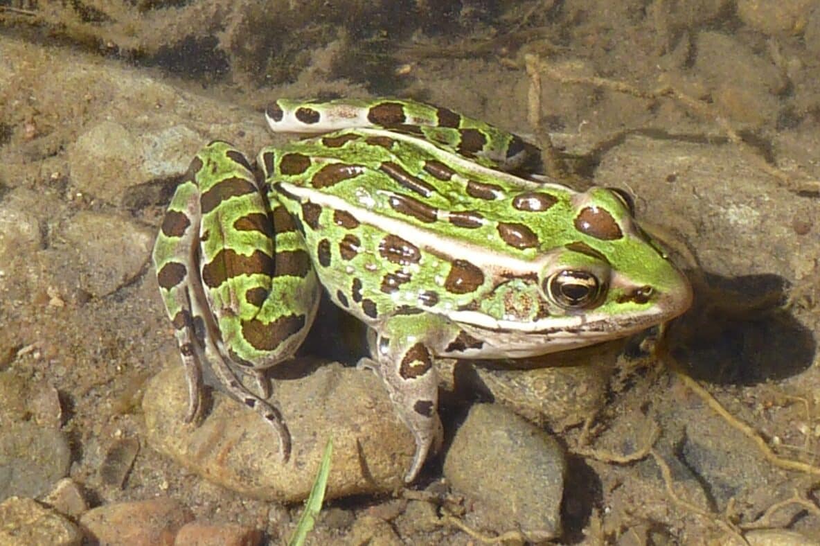 Toad Symbolism (18 Top Meanings) - Spirit Animals & Dreams