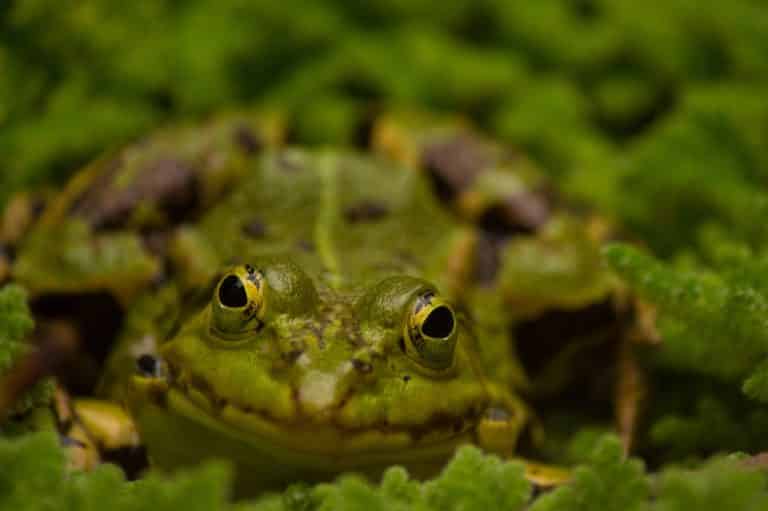 Toad Symbolism (18 Top Meanings) - Spirit Animals & Dreams