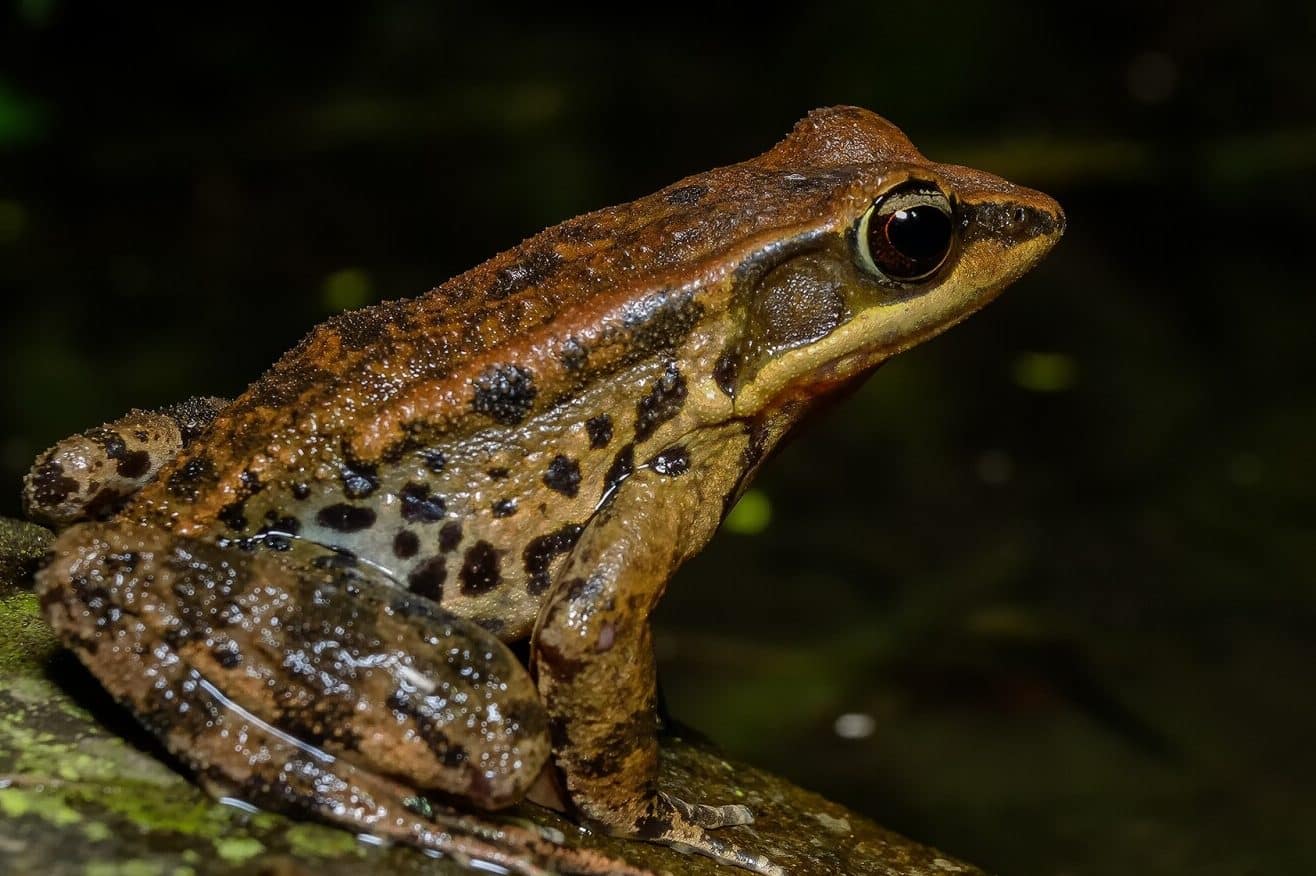 Toad Symbolism (18 Top Meanings) - Spirit Animals & Dreams