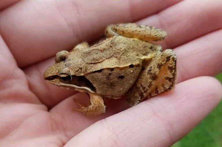 Toad Symbolism (18 Top Meanings) - Spirit Animals & Dreams
