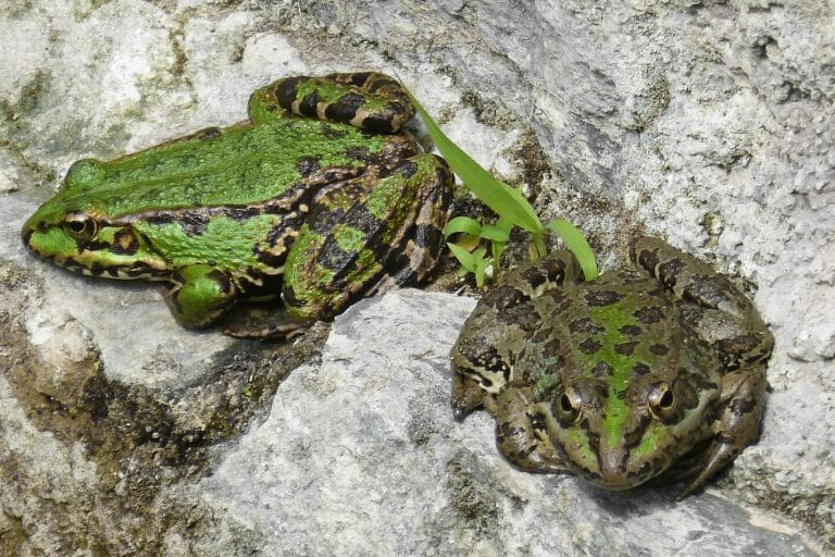 Toad Symbolism (18 Top Meanings) - Spirit Animals & Dreams