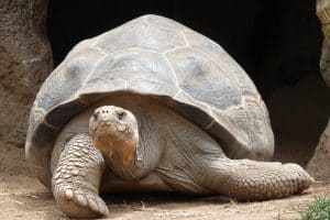 What is the Symbolism of Turtles? (8 Surprising Meanings)