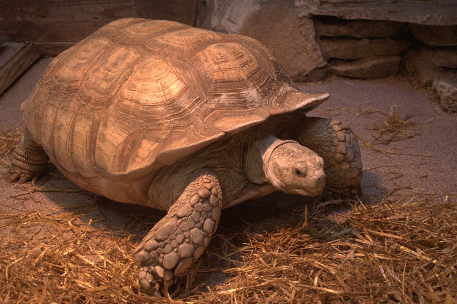 What is the Symbolism of Turtles? (8 Surprising Meanings)