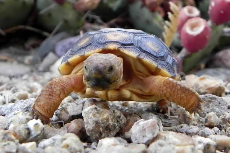 What is the Symbolism of Turtles? (8 Surprising Meanings)