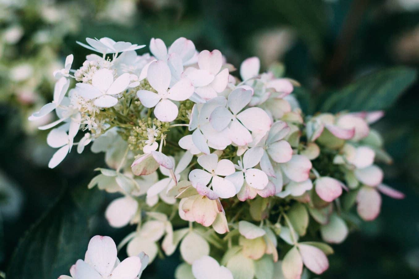 White Hydrangea Flower Meaning & Symbolism