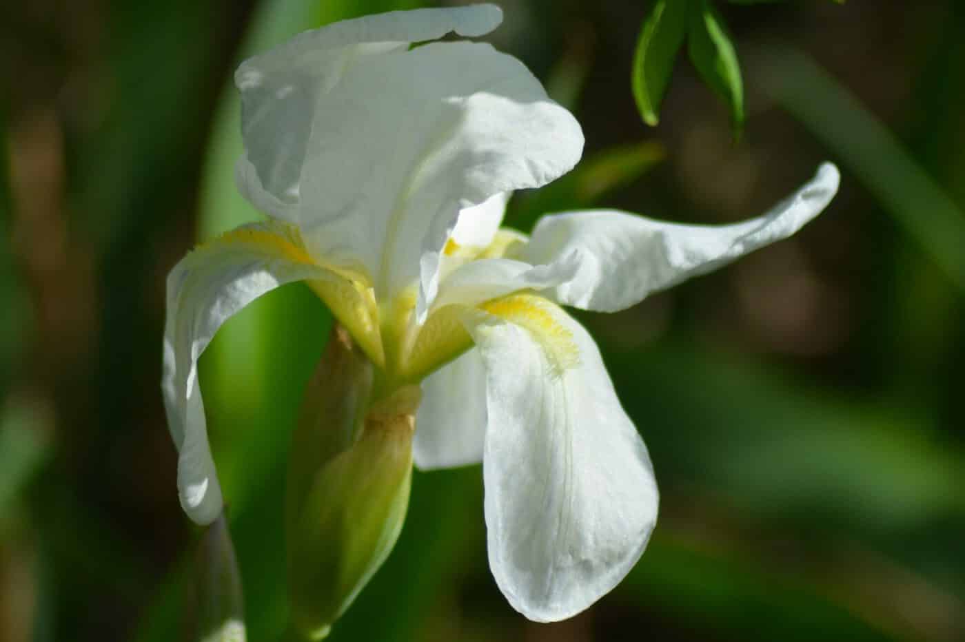 White Iris Meaning and Symbolism (Purity & Compassion)
