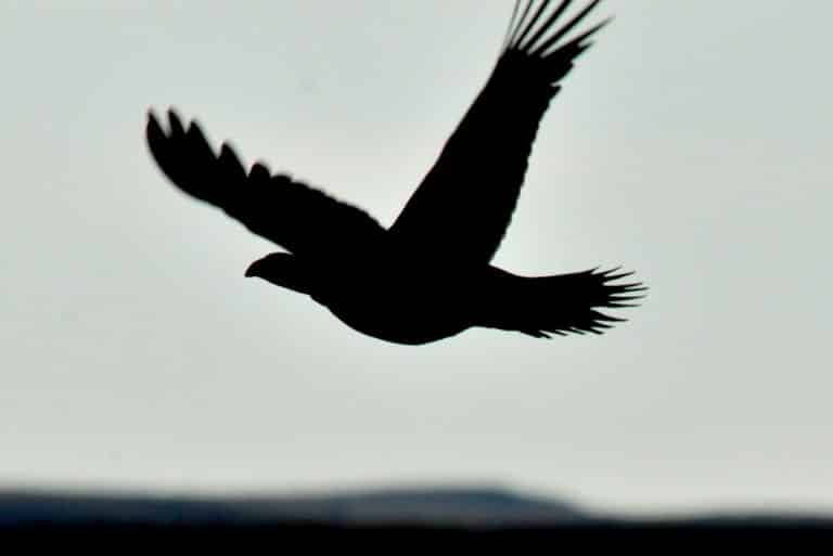 Symbolism of Wings – 11 Top Symbols (2022)