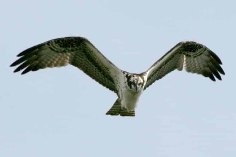 Symbolism of Wings – 11 Top Symbols (2022)