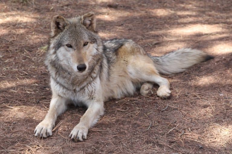 Wolf Symbolism and Meanings (Guardianship & Independence)