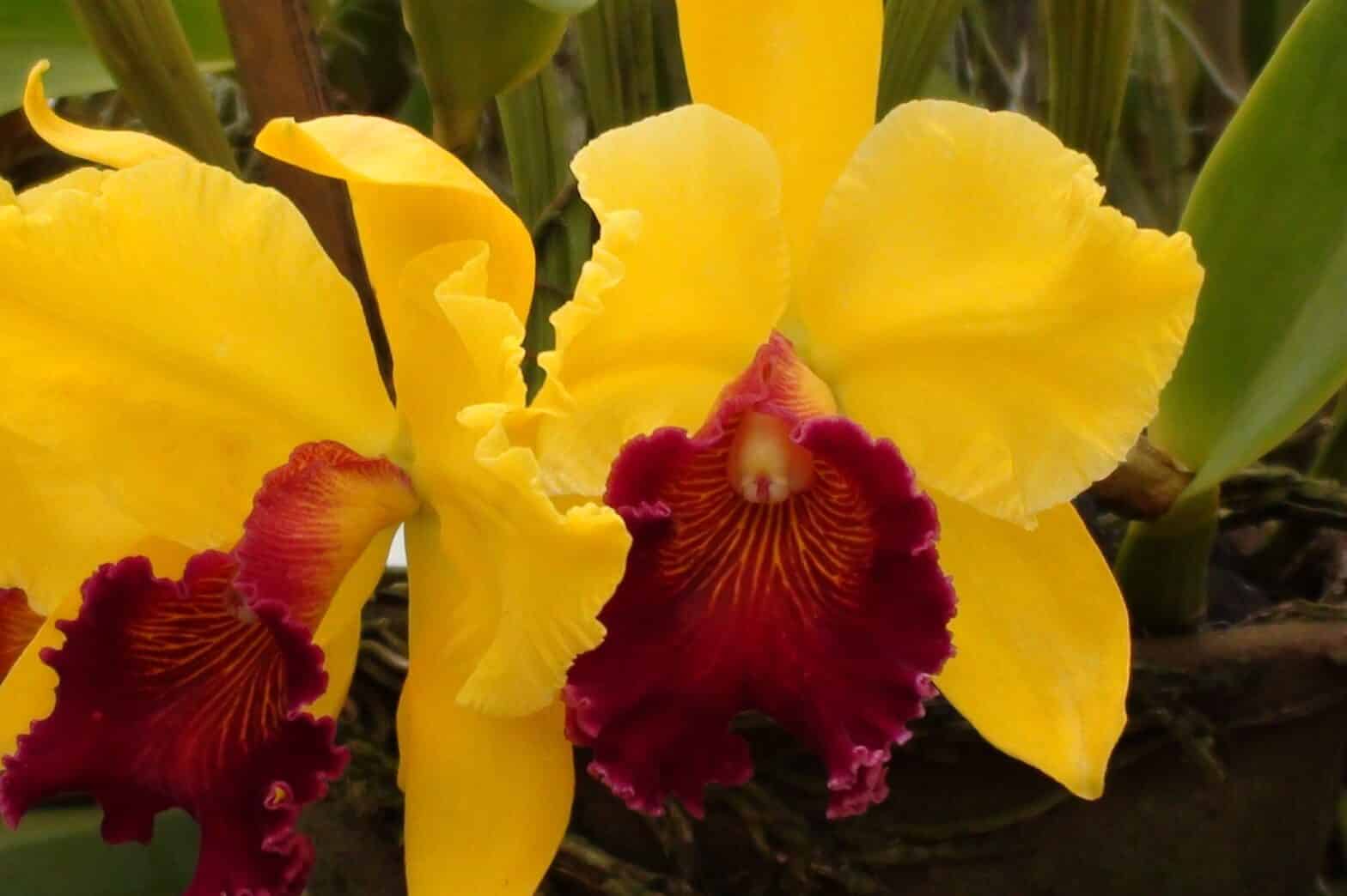 Yellow Orchid Meaning and Symbolism (Joy & Friendship)