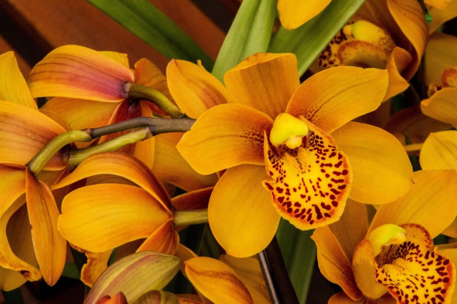Yellow Orchid Meaning and Symbolism (Joy & Friendship)
