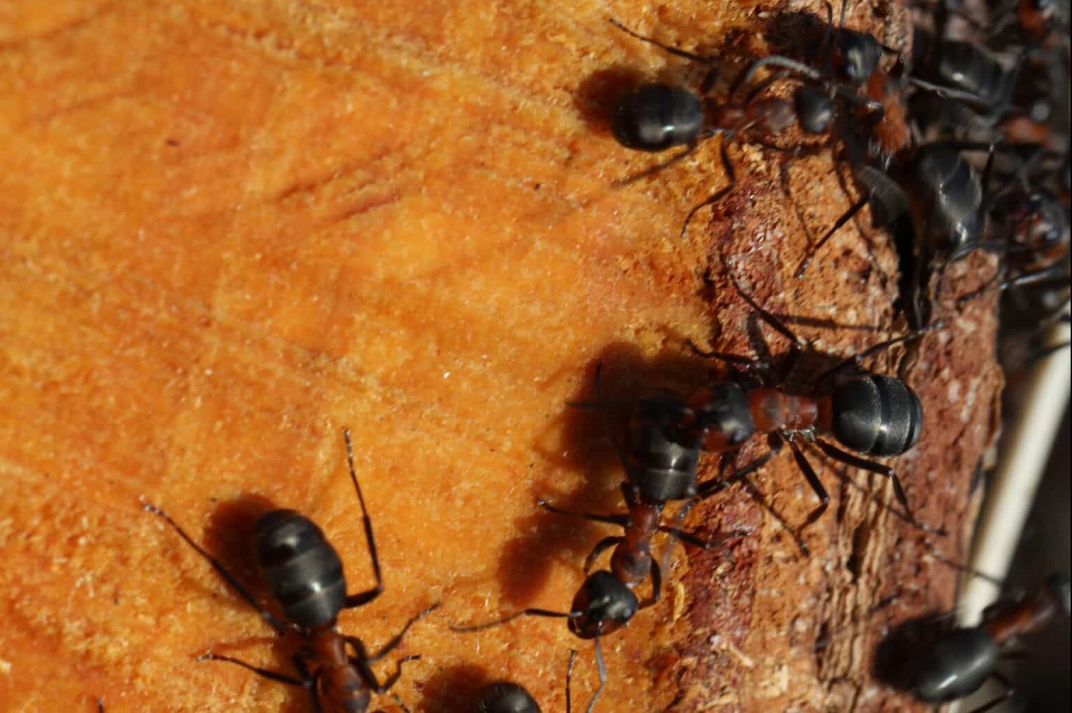 13 Animals That Symbolize Wisdom (A to Z List)