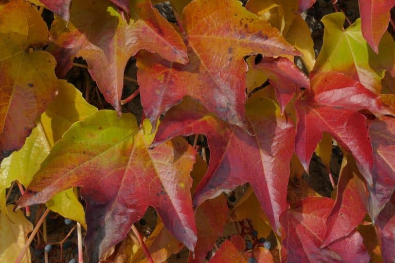 11 Best Fall Metaphors and Similes (aka Autumn)