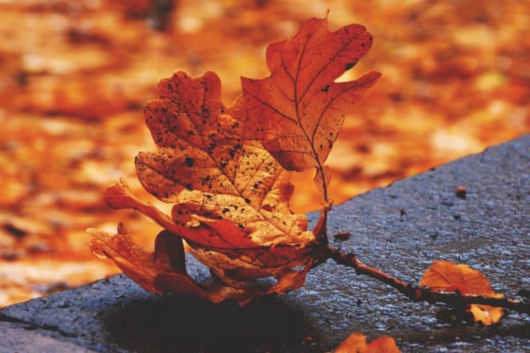11 Best Fall Metaphors and Similes (aka Autumn)