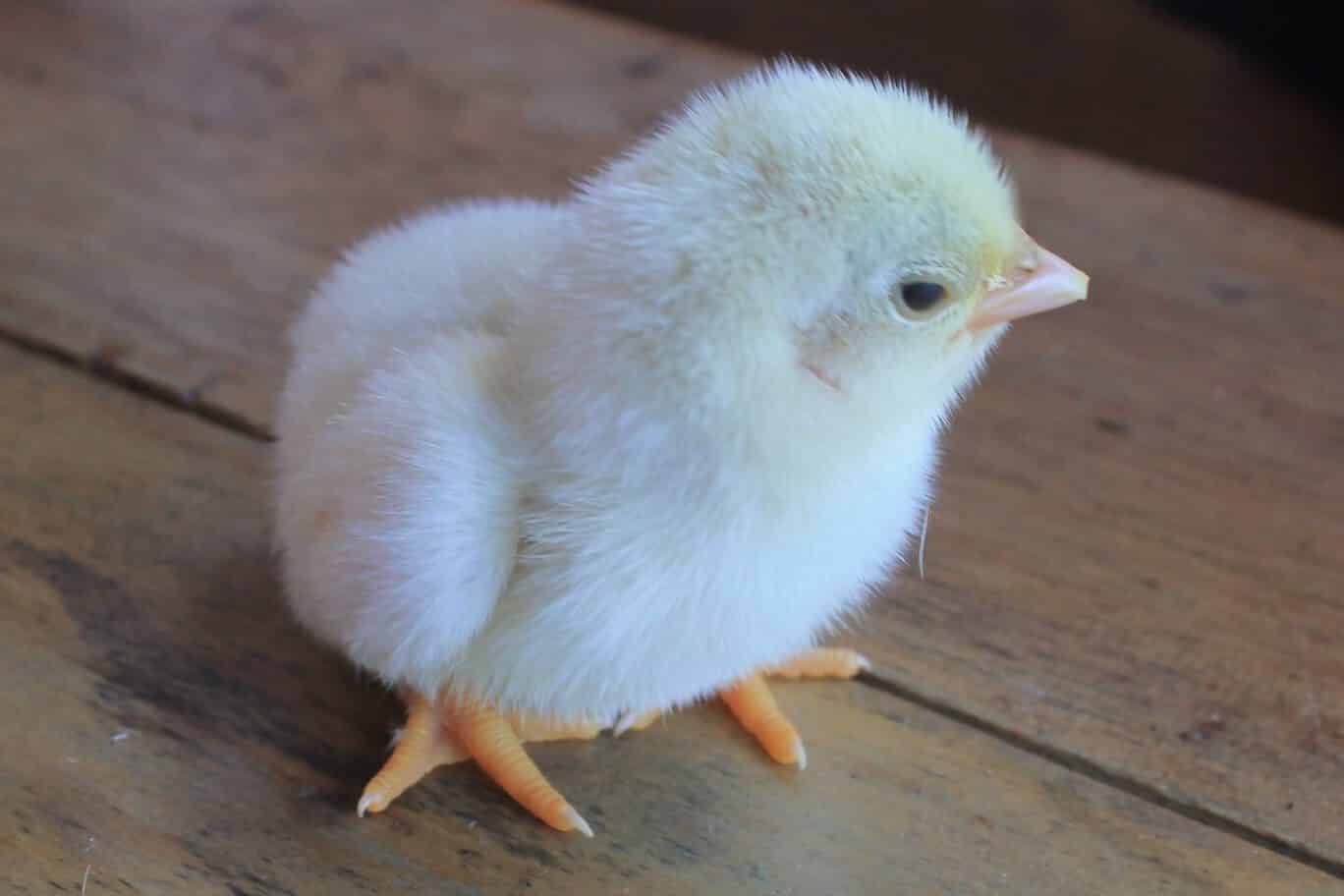 Baby Chick Meaning Symbolism Hope Opportunities 