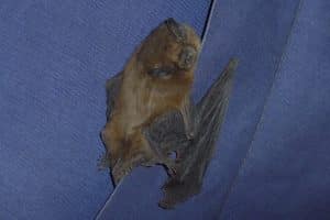 The Symbolism of Bats (7 Surprising Meanings)