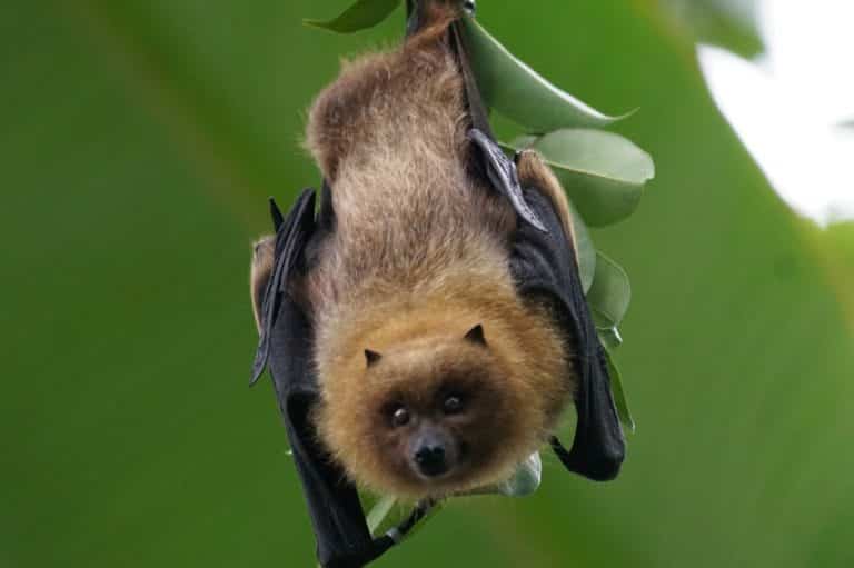 The Symbolism of Bats (7 Surprising Meanings)