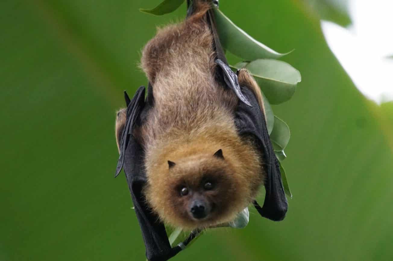 The Symbolism of Bats (7 Surprising Meanings)