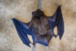 17 Animals That Symbolize Death (A to Z List)