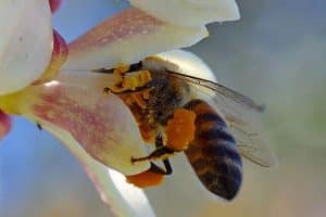 Dead Bee Symbolism (7 Top Meanings)