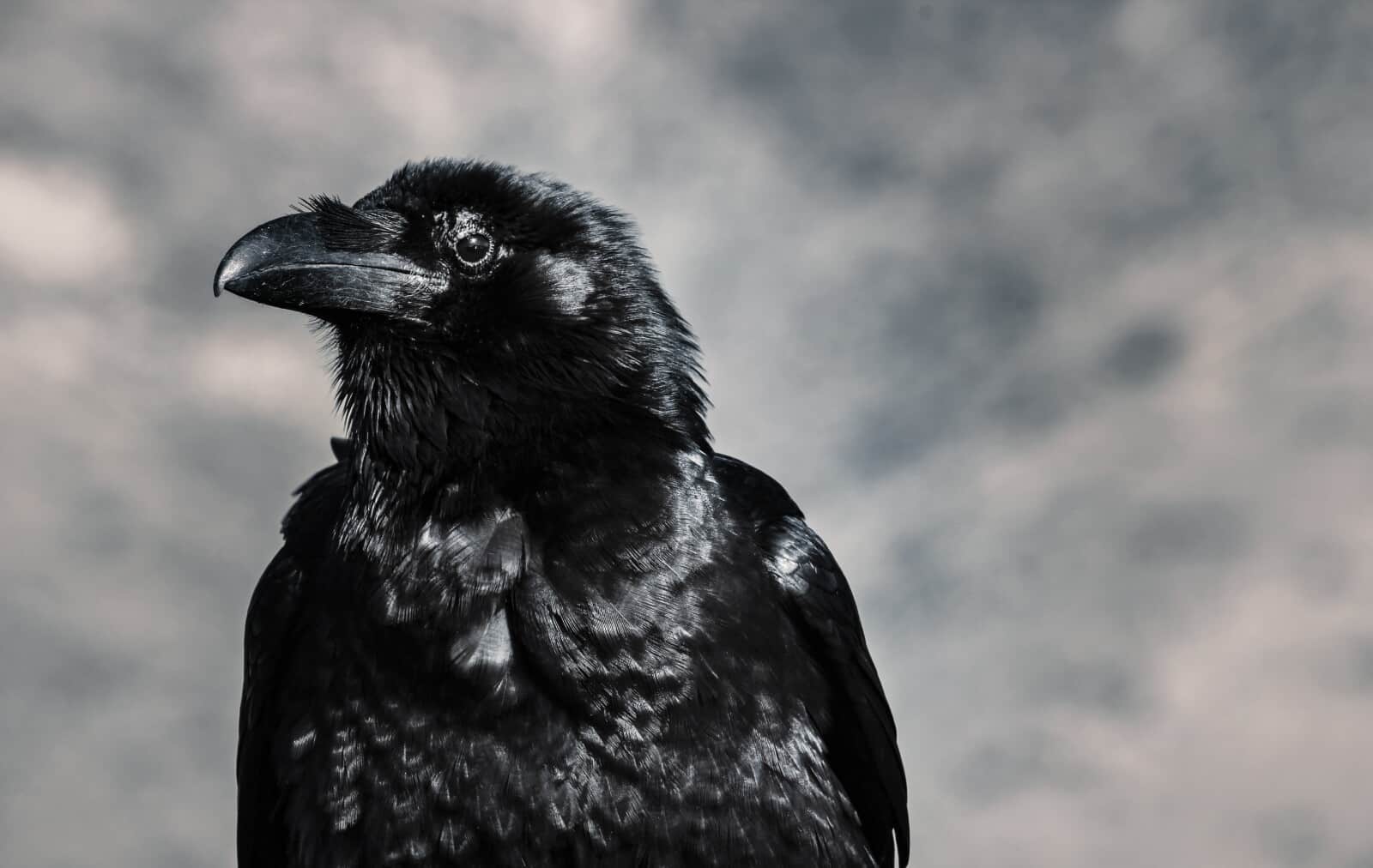 Seeing 2 Crows Spiritual Meaning and Symbolism (13 Omens)
