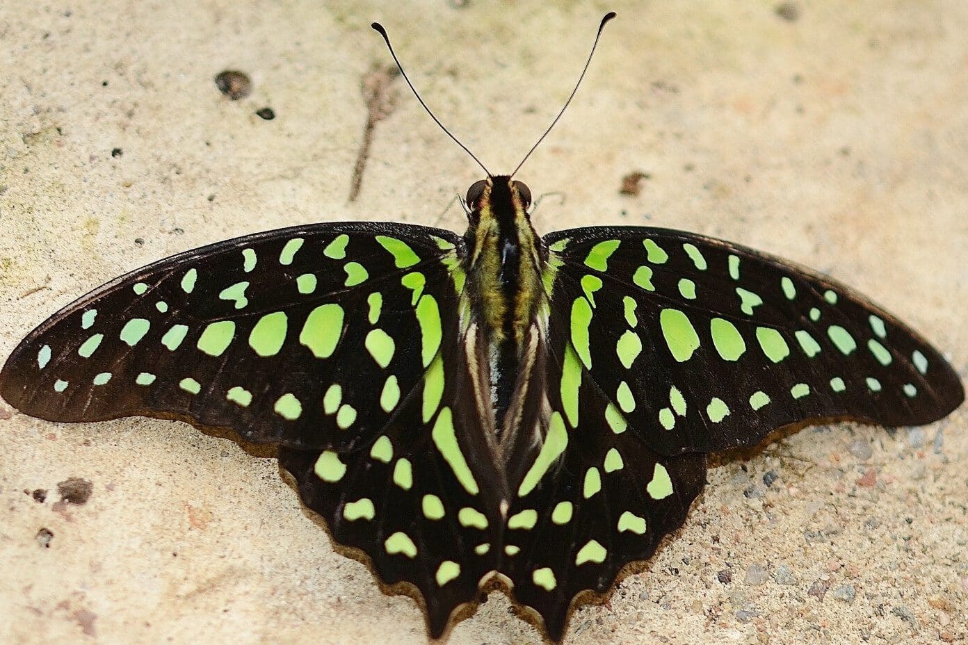 Dead Moth Symbolism (6 Spiritual & Dream Meanings)