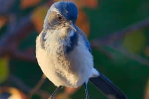 9 Animals That Symbolize Happiness (A to Z List)