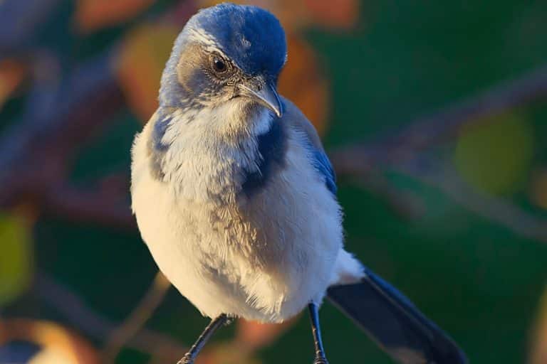 9 Animals That Symbolize Happiness (A to Z List)