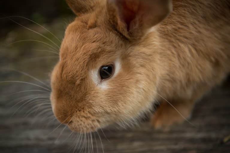 Rabbit Spirit Animal: 5 Skills it Gives You!