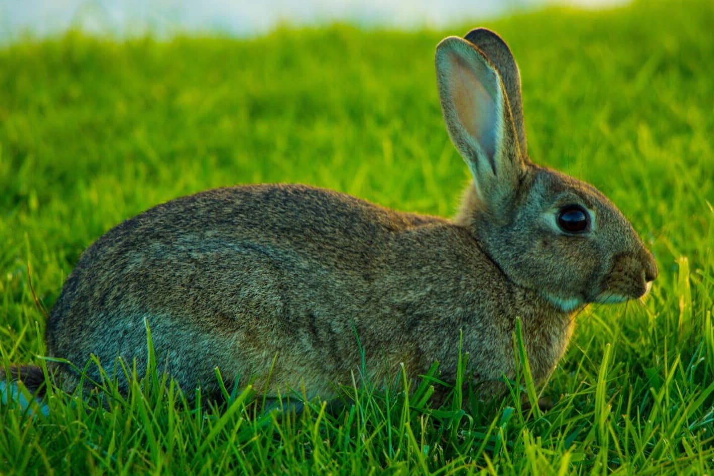 Rabbit Spirit Animal: 5 Skills it Gives You!