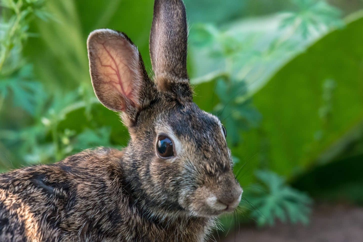 Rabbit Spirit Animal: 5 Skills it Gives You!