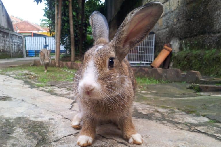 Rabbit Spirit Animal: 5 Skills it Gives You!