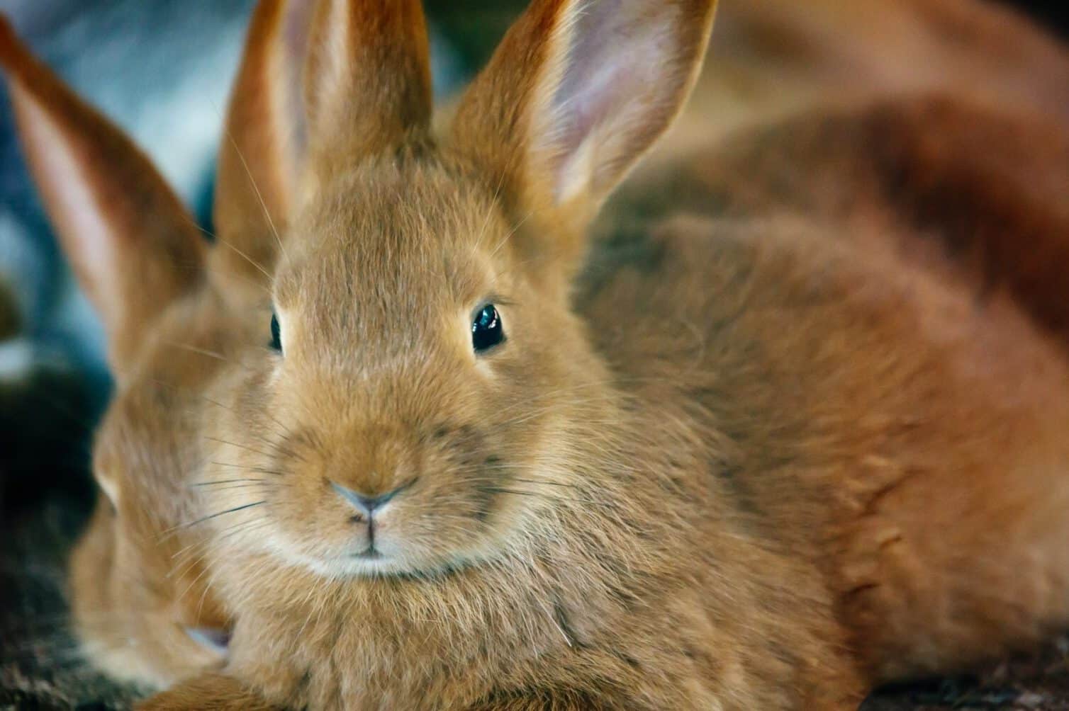 Dead Rabbit Symbolism (6 Meanings) – In Backyard & Dreams