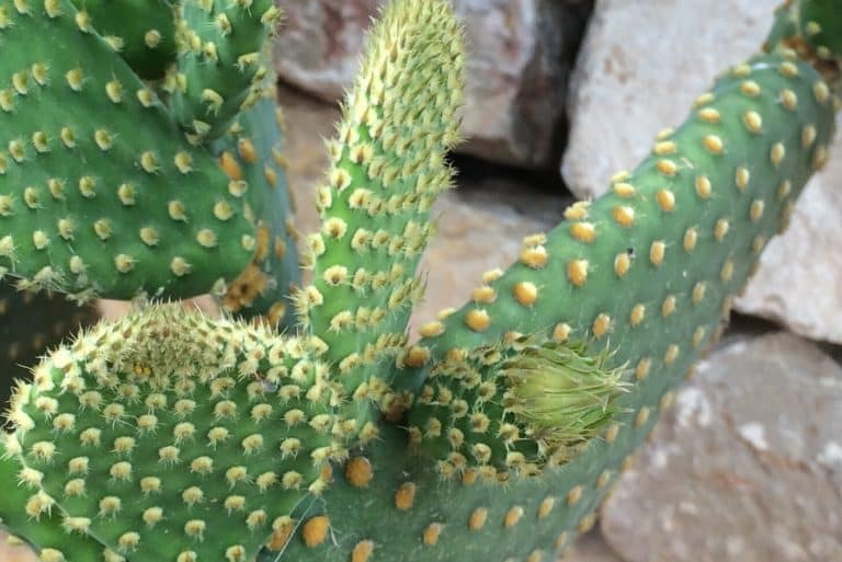 Cactus Meaning and Symbolism (Strength & Endurance)
