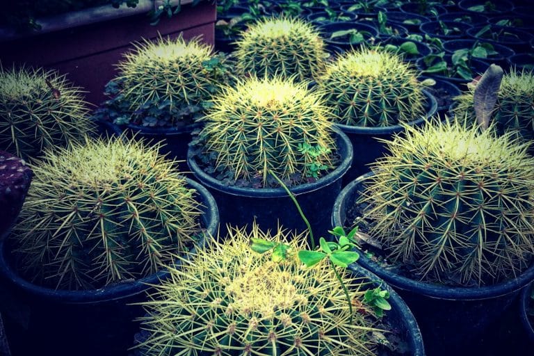 Cactus Meaning and Symbolism (Strength & Endurance)