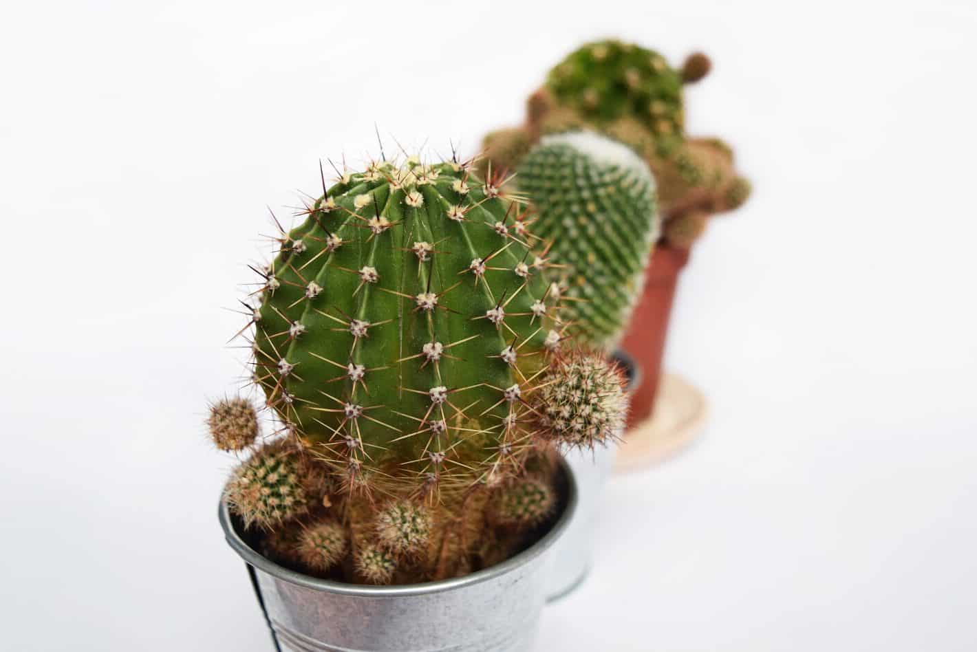 Cactus Meaning and Symbolism (Strength & Endurance)