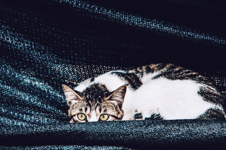 15 Cat Metaphors, Similes and Idioms (2025)