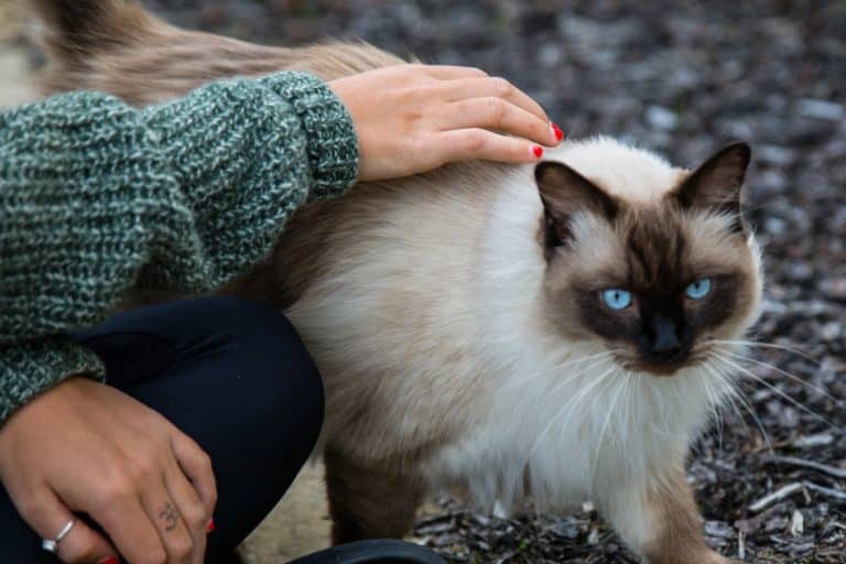 15 Cat Metaphors, Similes and Idioms (2025)