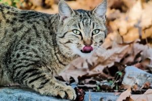 15 Cat Metaphors, Similes and Idioms (2025)