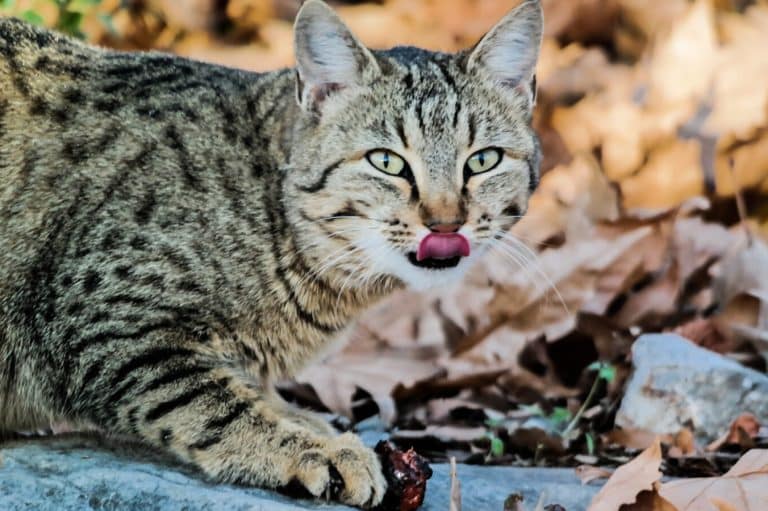 15 Cat Metaphors, Similes and Idioms (2025)