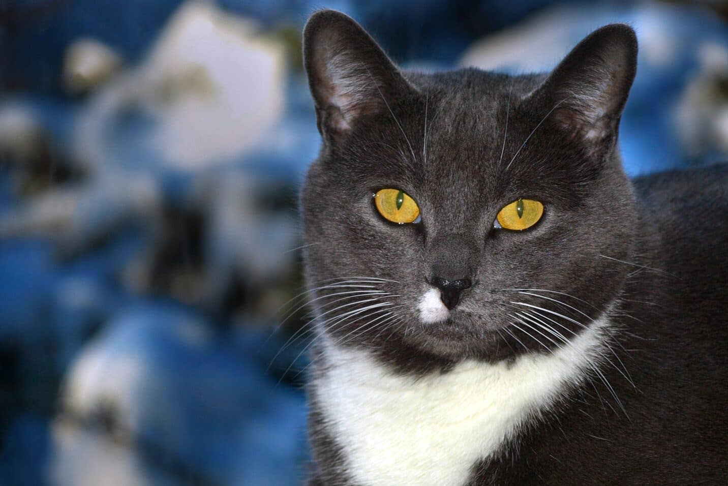 Cat Symbolism and Meanings (Femininity & Premonition)