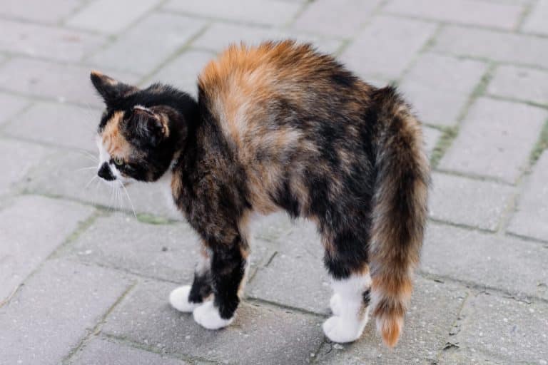 Cat Symbolism and Meanings (Femininity & Premonition)