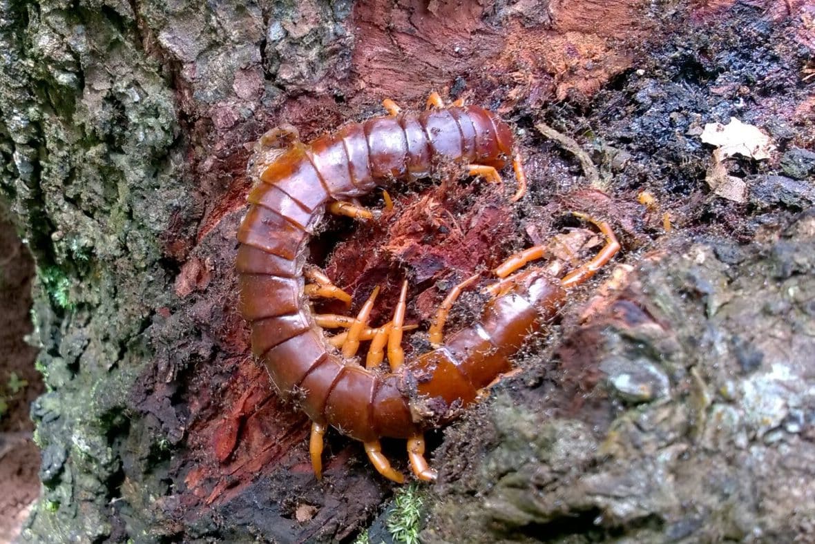 Centipede Symbolism & Spiritual Meaning (Courage vs Fear)