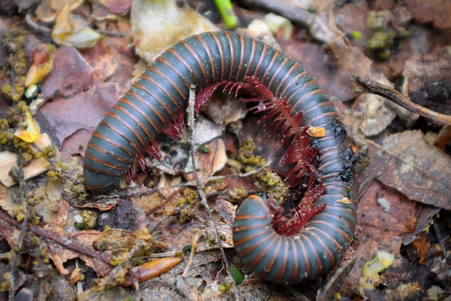 Centipede Symbolism & Spiritual Meaning (Courage vs Fear)